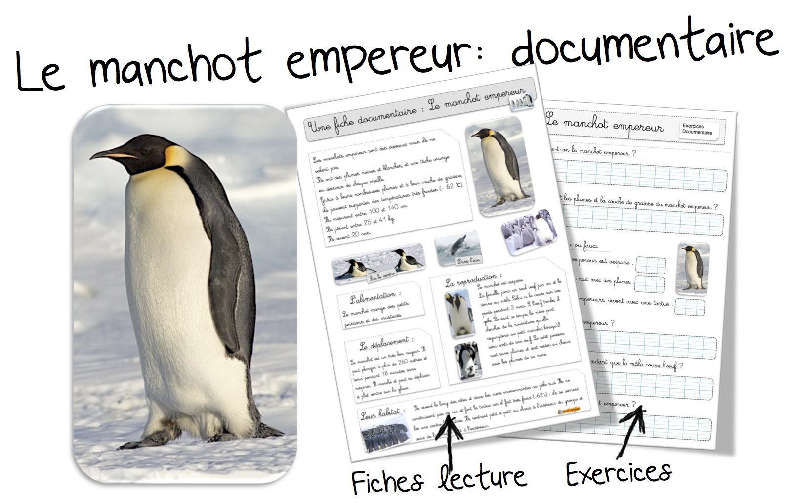 Le manchot empereur : fiche documentaire | Bout de Gomme